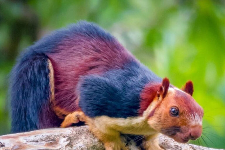 Esquilo arco-íris: uma espécie raramente vista e fotografada!