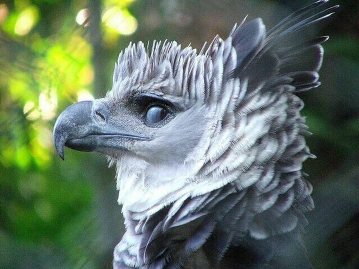 A harpia ou Harpy Eagle: uma das maiores aves do mundo