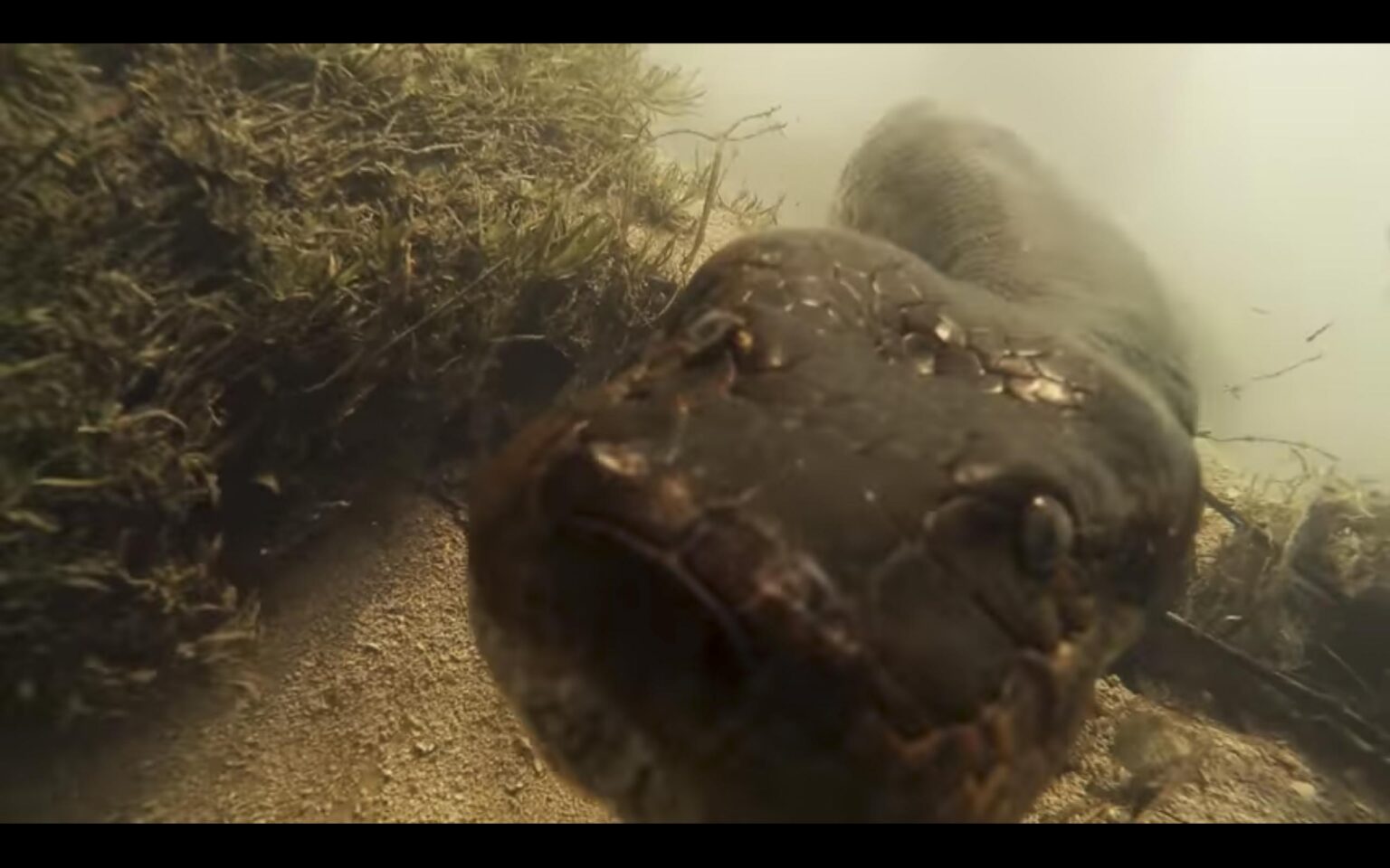 Sucuri gigante de 7 metros fica cara a cara com mergulhador