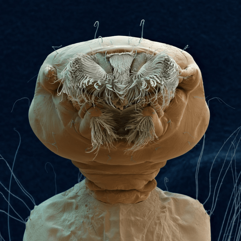 16 imagens microscópicas de insetos nunca antes vistas