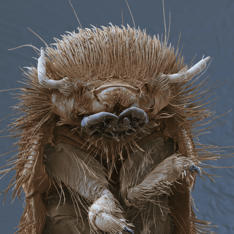 16 imagens microscópicas de insetos nunca antes vistas
