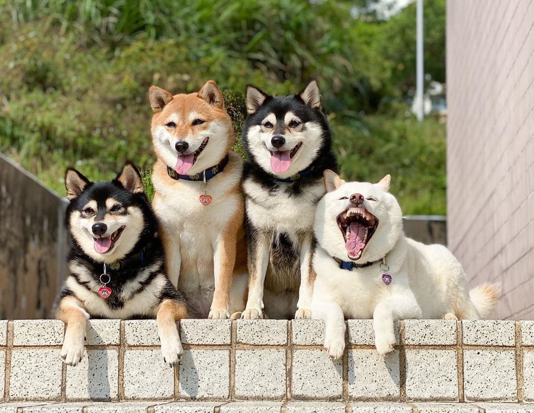 Shiba Inu viraliza por constantemente arruinar fotos em grupo com seus ...