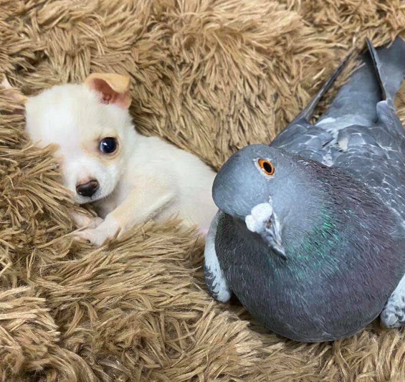 Pombo cria vínculo adorável com um cachorrinho que precisava de um amigo