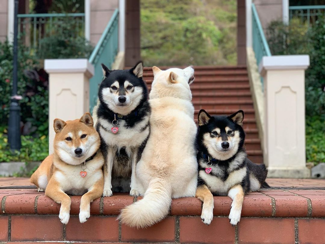 Shiba Inu viraliza por constantemente arruinar fotos em grupo com seus ...