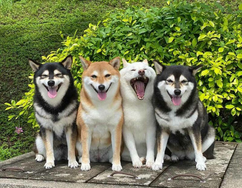 Shiba Inu viraliza por constantemente arruinar fotos em grupo com seus ...